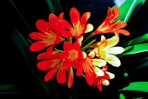 Corrie Ancone - Belle Art