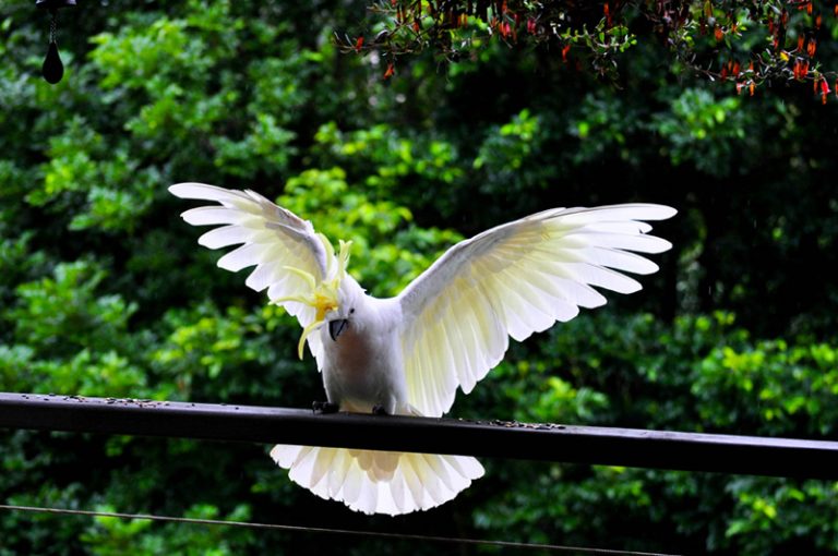 Corrie Ancone - Belle Art