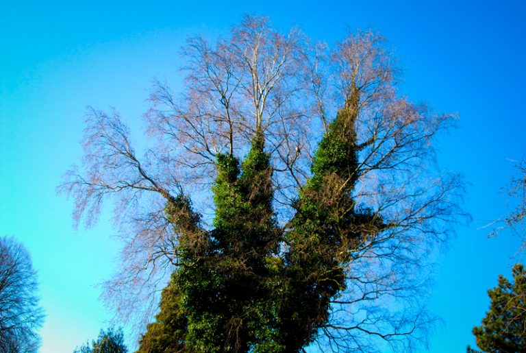 Corrie Ancone - Belle Art